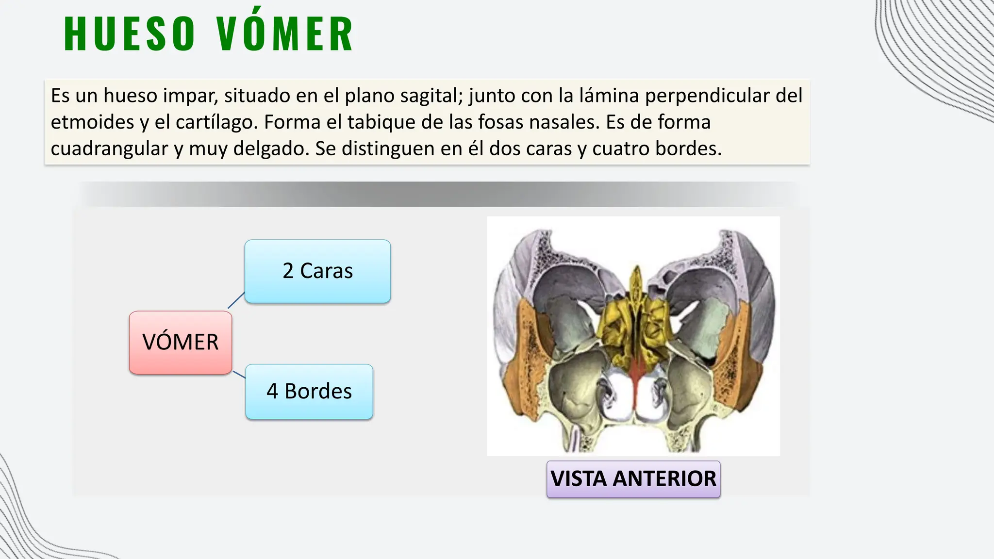Video Anatomia hueso palatino y vomer.pptx