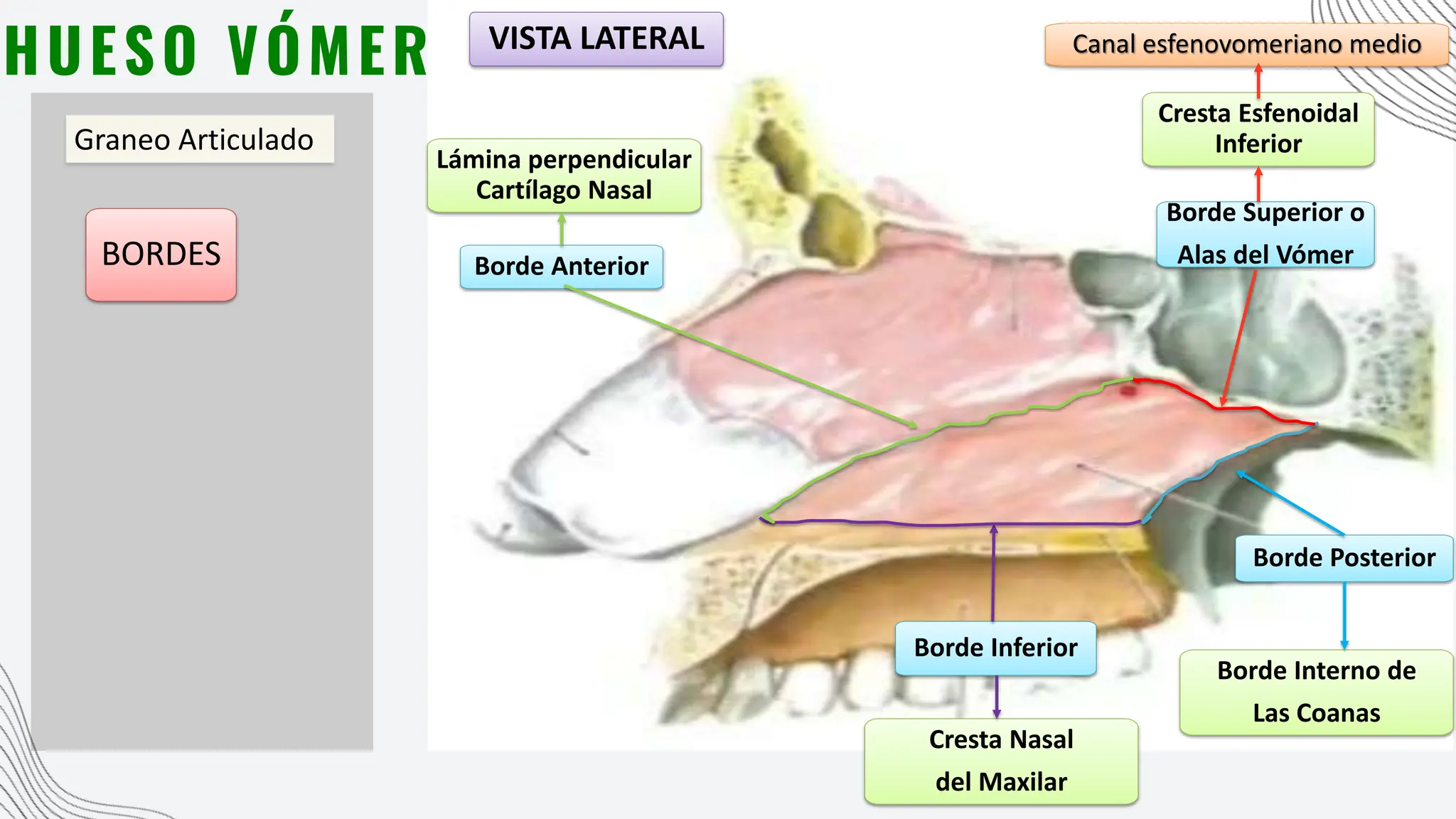 Video Anatomia hueso palatino y vomer.pptx