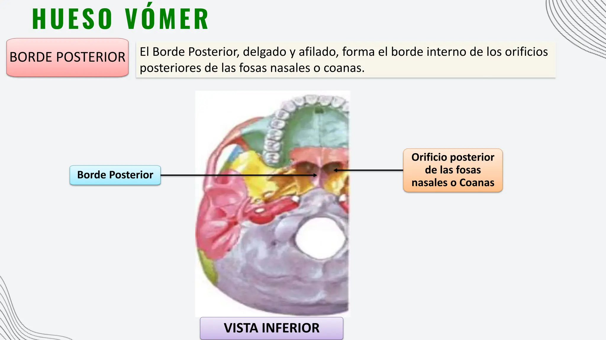 Video Anatomia hueso palatino y vomer.pptx
