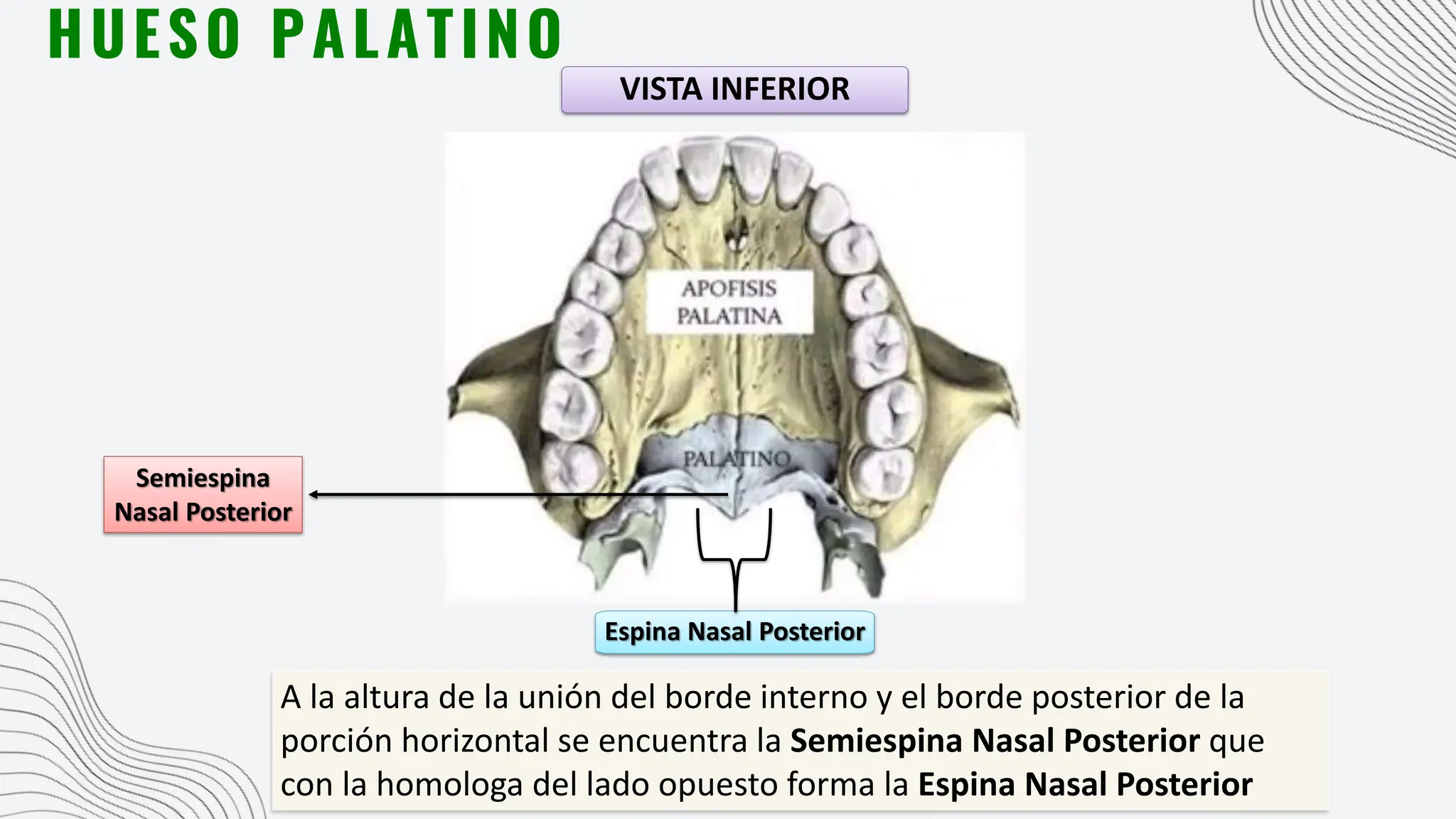 Video Anatomia hueso palatino y vomer.pptx