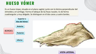 Video Anatomia hueso palatino y vomer.pptx