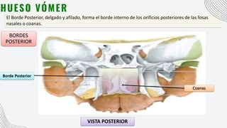 Video Anatomia hueso palatino y vomer.pptx