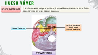 Video Anatomia hueso palatino y vomer.pptx