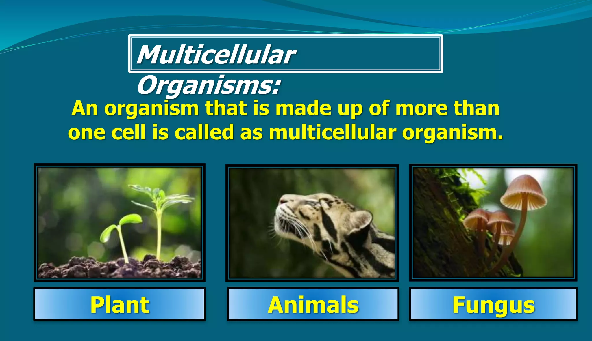 ppt from cell to organisms | PPTX