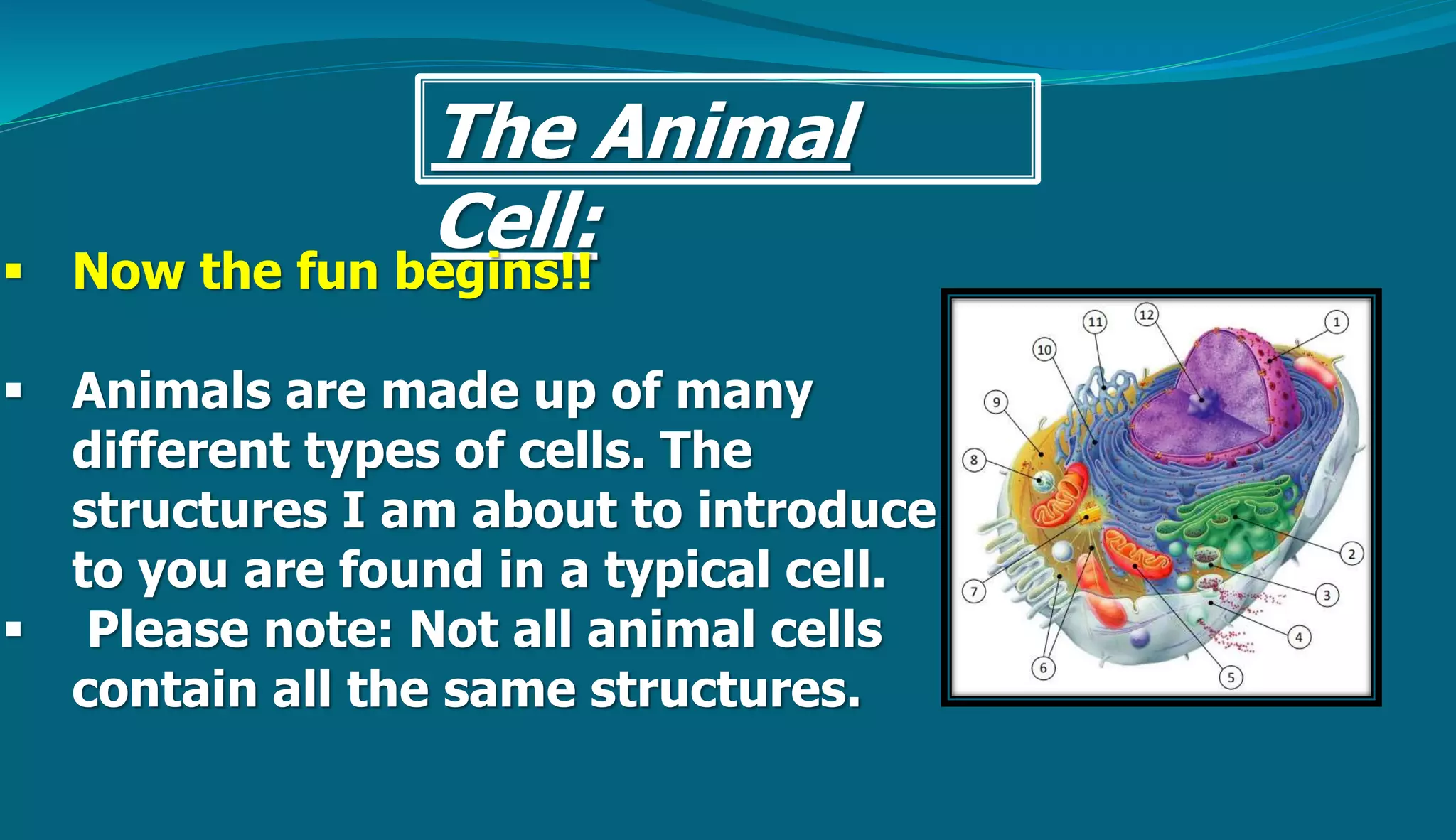 ppt from cell to organisms | PPTX