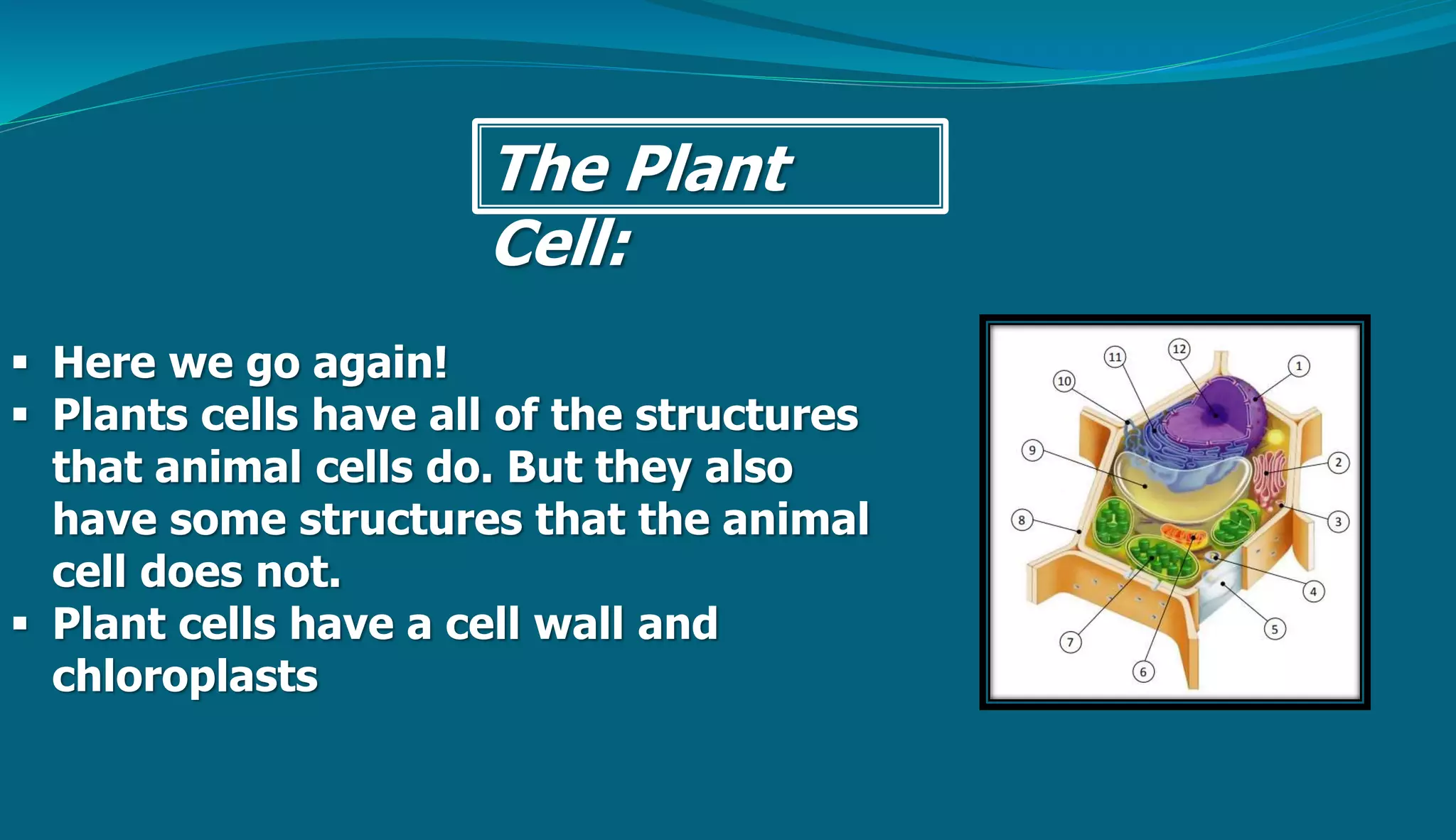 ppt from cell to organisms | PPTX