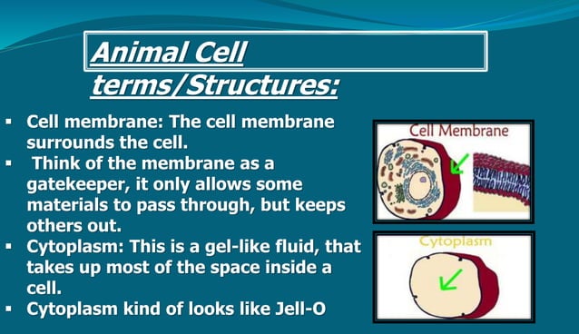 ppt from cell to organisms | PPTX