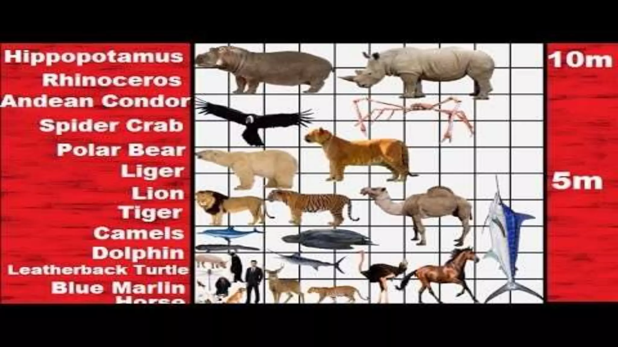 Video of animal size comparison | PPT