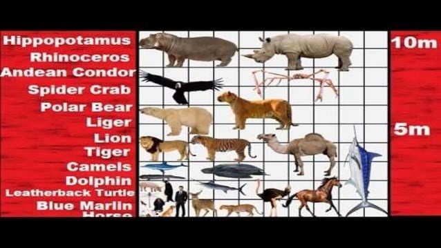 Video of animal size comparison | PPT