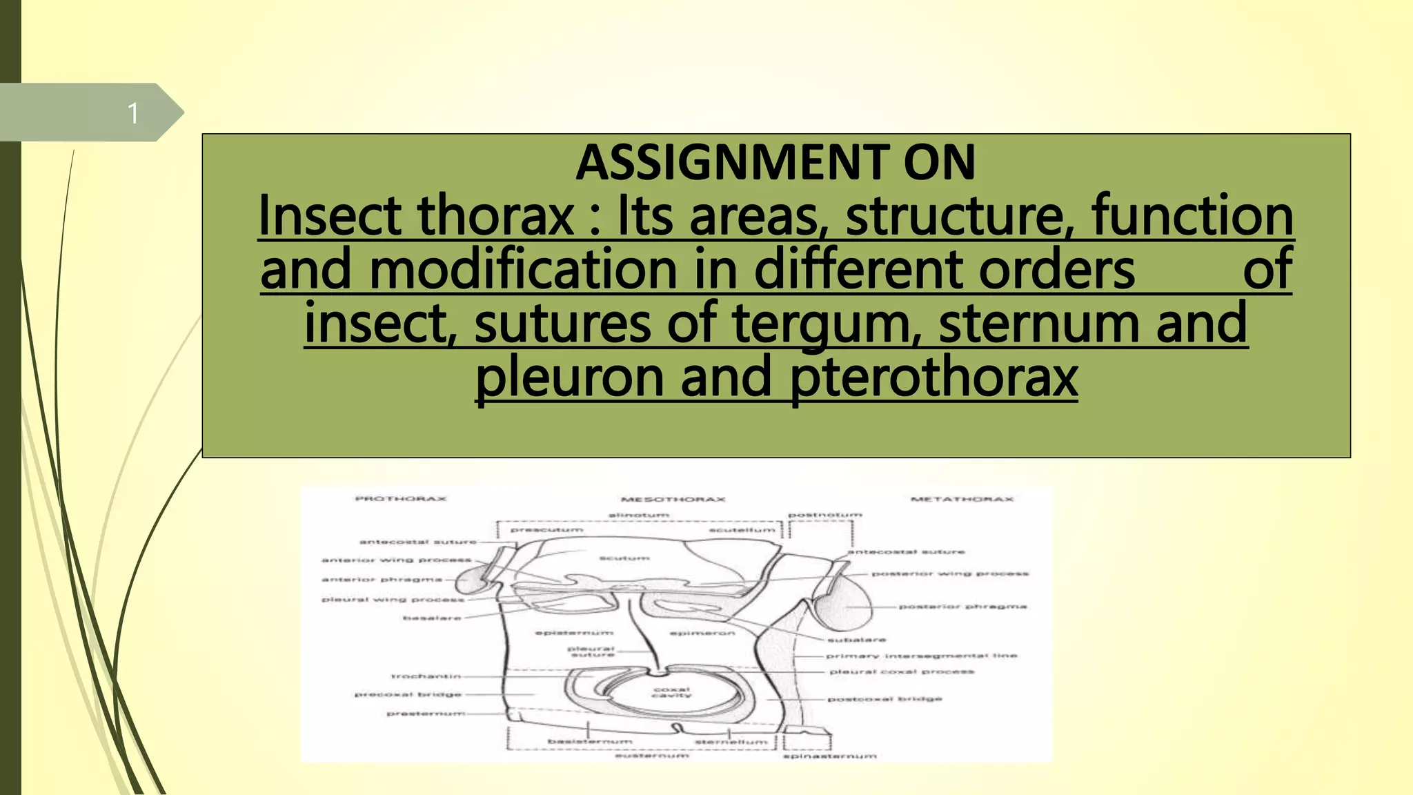 Insect thorax : Its areas, structure, function and modification in ...