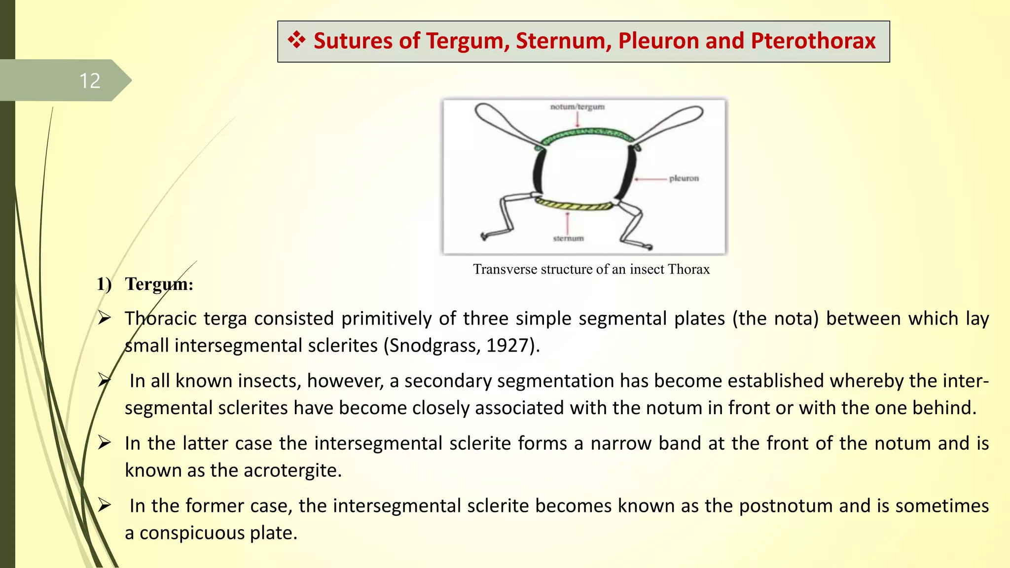 Insect thorax : Its areas, structure, function and modification in ...