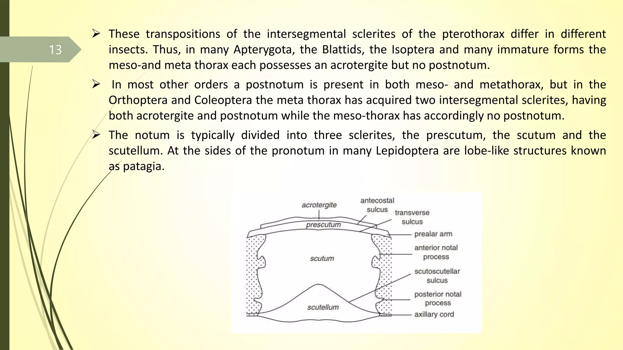 Insect thorax : Its areas, structure, function and modification in ...