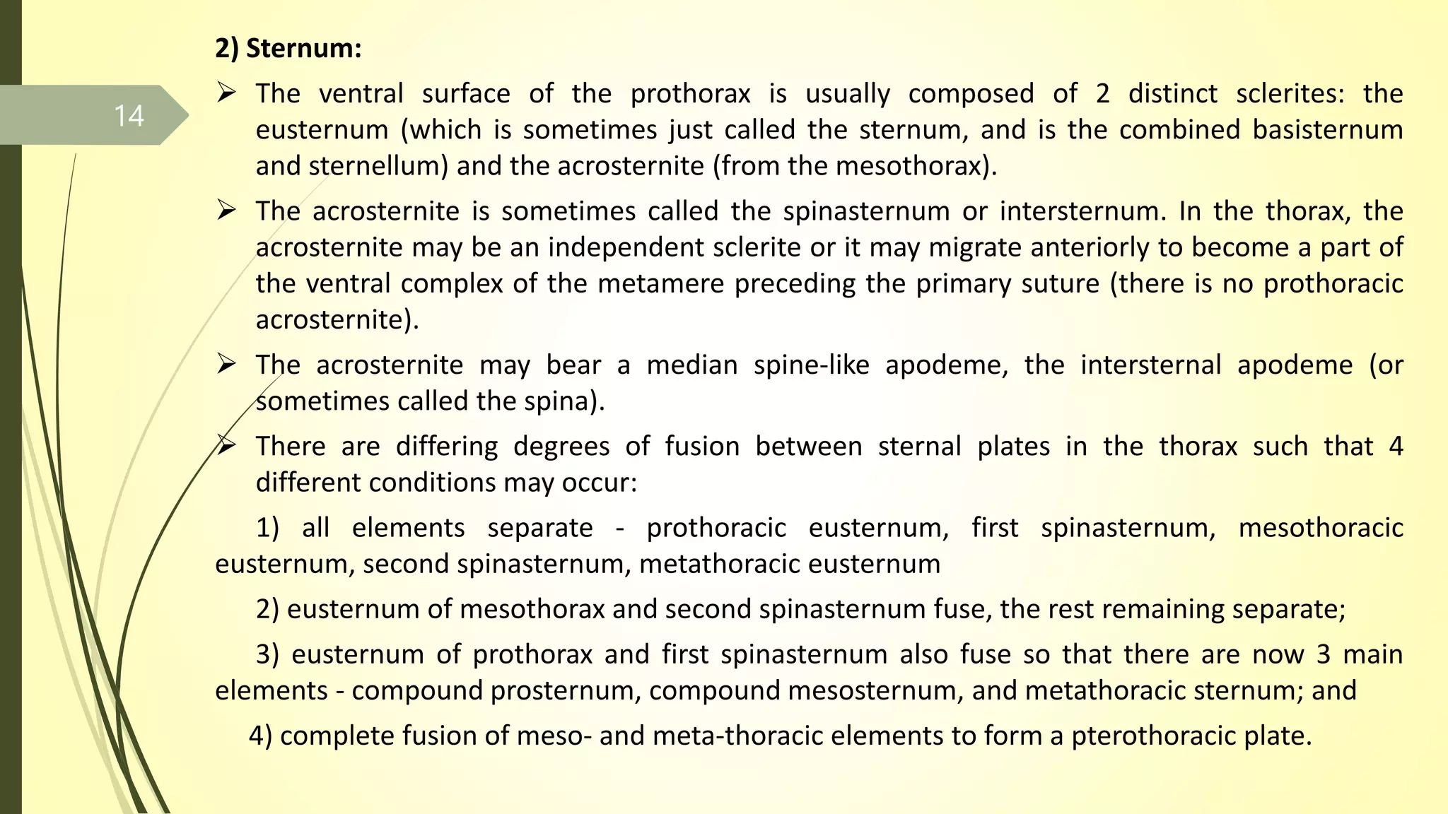 Insect thorax : Its areas, structure, function and modification in ...
