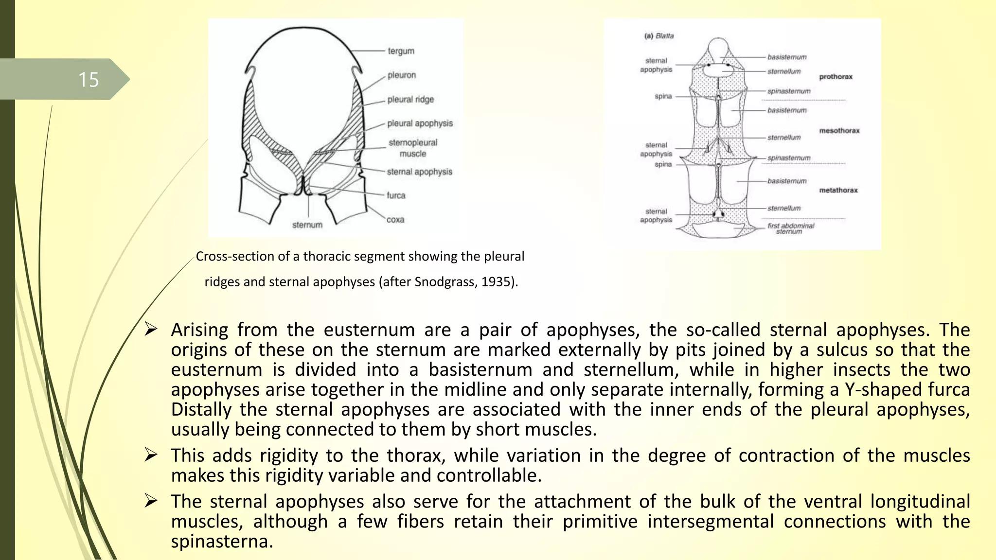 Insect thorax : Its areas, structure, function and modification in ...