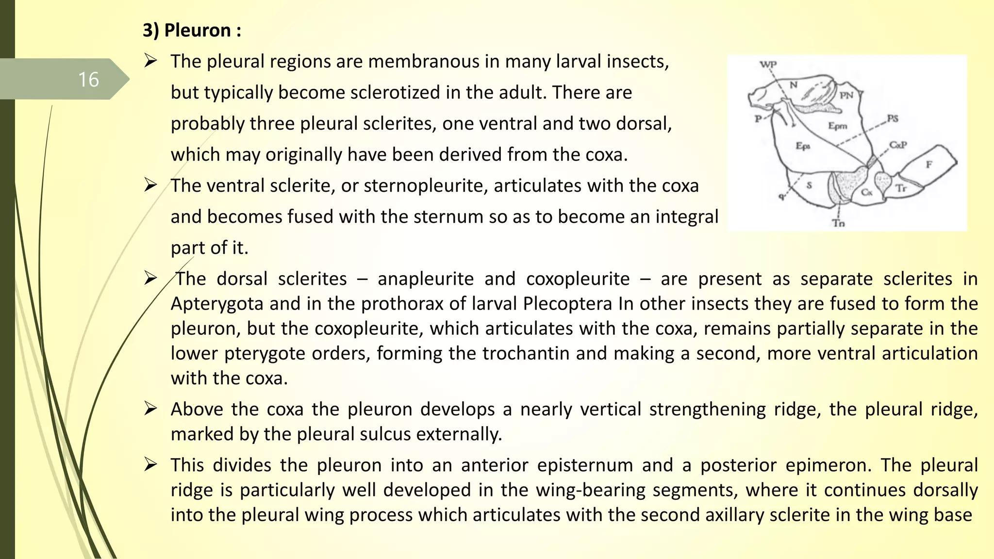 Insect thorax : Its areas, structure, function and modification in ...