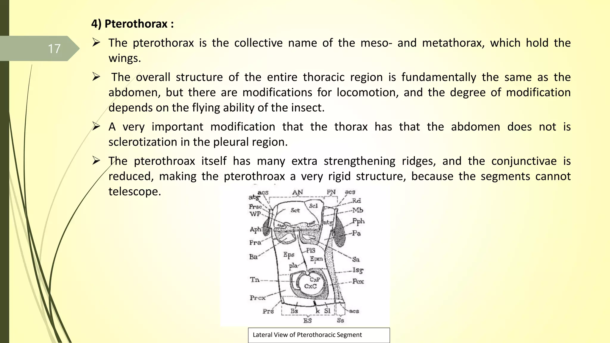 Insect thorax : Its areas, structure, function and modification in ...