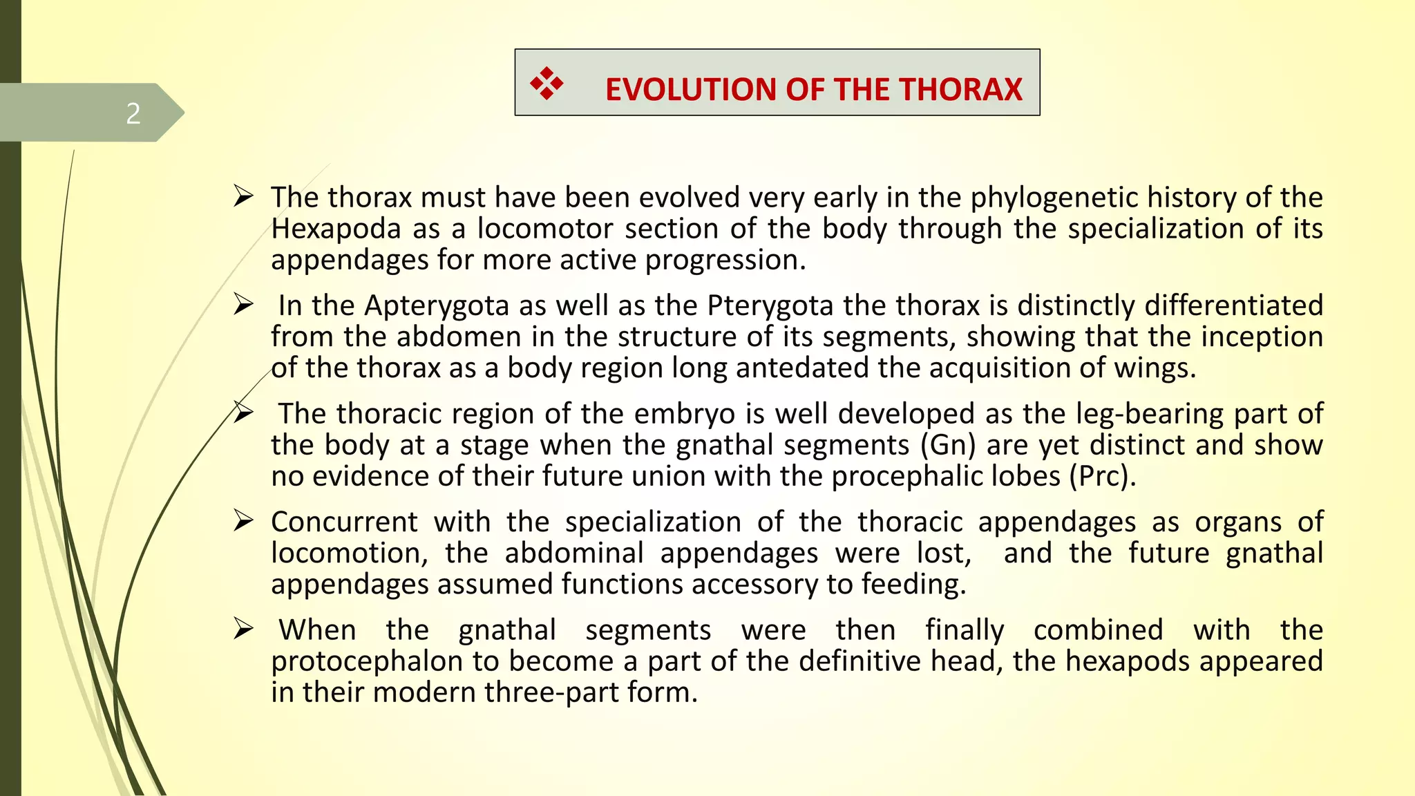 Insect thorax : Its areas, structure, function and modification in ...