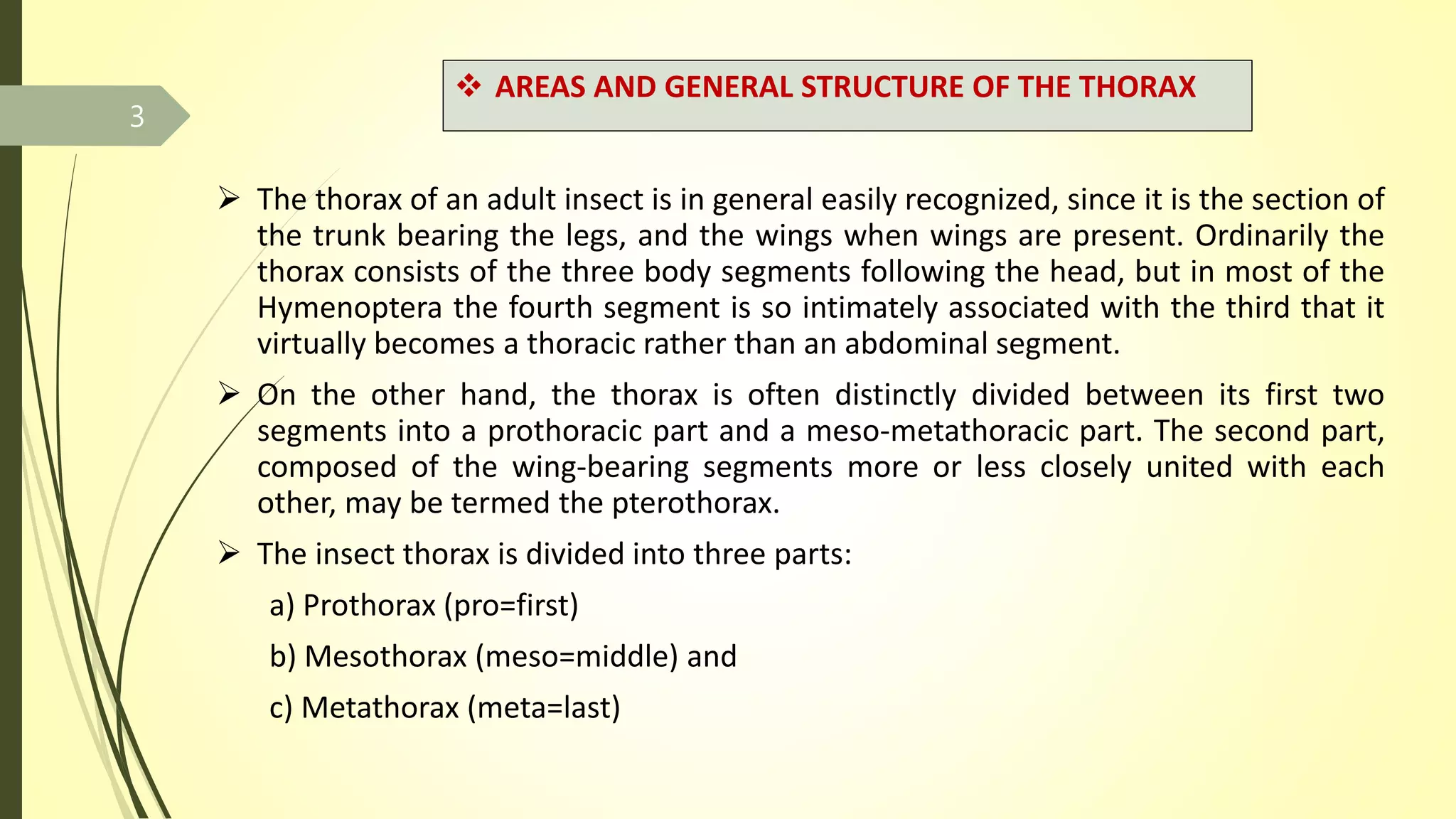 Insect thorax : Its areas, structure, function and modification in ...