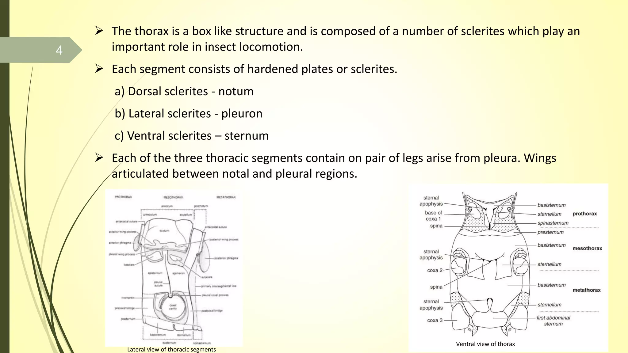 Insect thorax : Its areas, structure, function and modification in ...