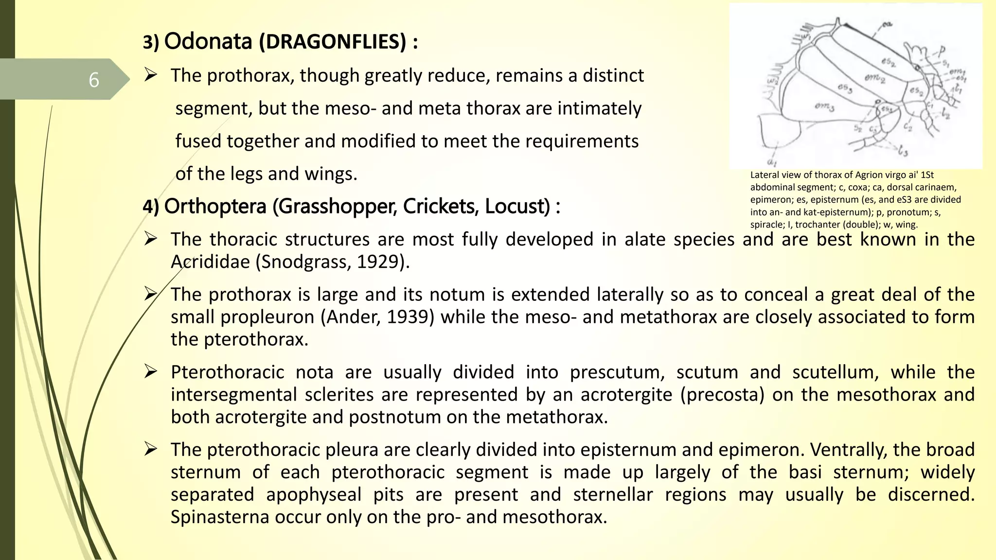Insect thorax : Its areas, structure, function and modification in ...