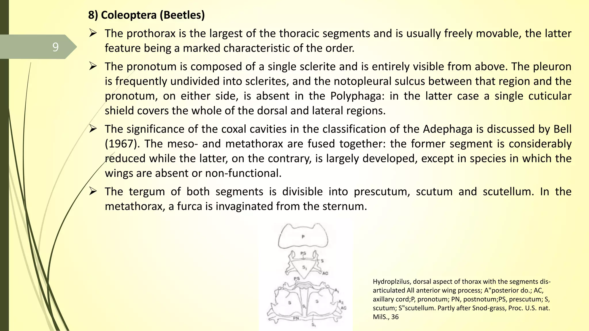 Insect thorax : Its areas, structure, function and modification in ...