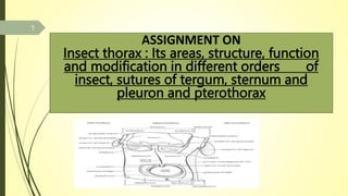 Insect thorax : Its areas, structure, function and modification in ...
