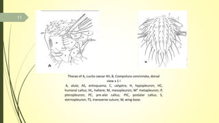 Insect thorax : Its areas, structure, function and modification in ...