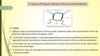 Insect thorax : Its areas, structure, function and modification in ...