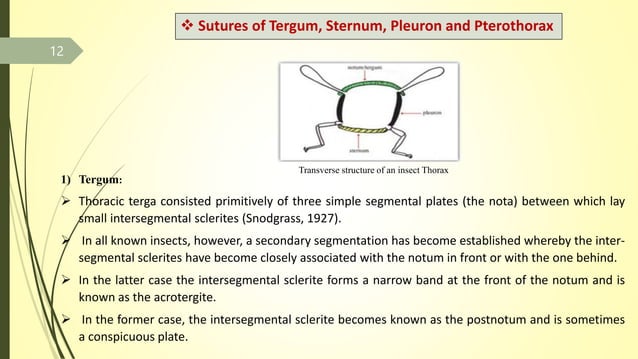 Insect thorax : Its areas, structure, function and modification in ...