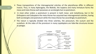 Insect thorax : Its areas, structure, function and modification in ...