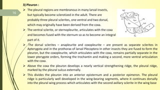Insect thorax : Its areas, structure, function and modification in ...