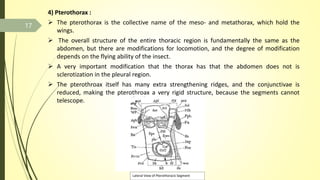 Insect thorax : Its areas, structure, function and modification in ...