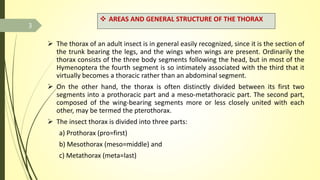 Insect thorax : Its areas, structure, function and modification in ...