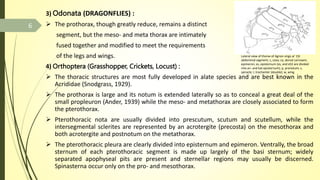 Insect thorax : Its areas, structure, function and modification in ...