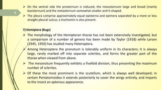 Insect thorax : Its areas, structure, function and modification in ...
