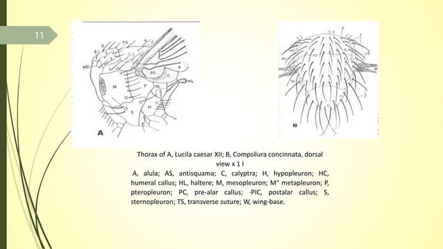 Insect thorax : Its areas, structure, function and modification in ...