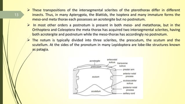 Insect thorax : Its areas, structure, function and modification in ...