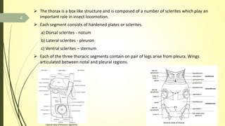 Insect thorax : Its areas, structure, function and modification in ...
