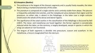 Insect thorax : Its areas, structure, function and modification in ...