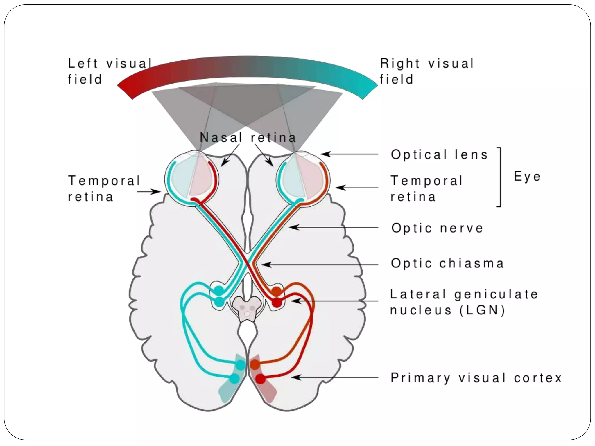 anatomy of visual pathway | PPTX