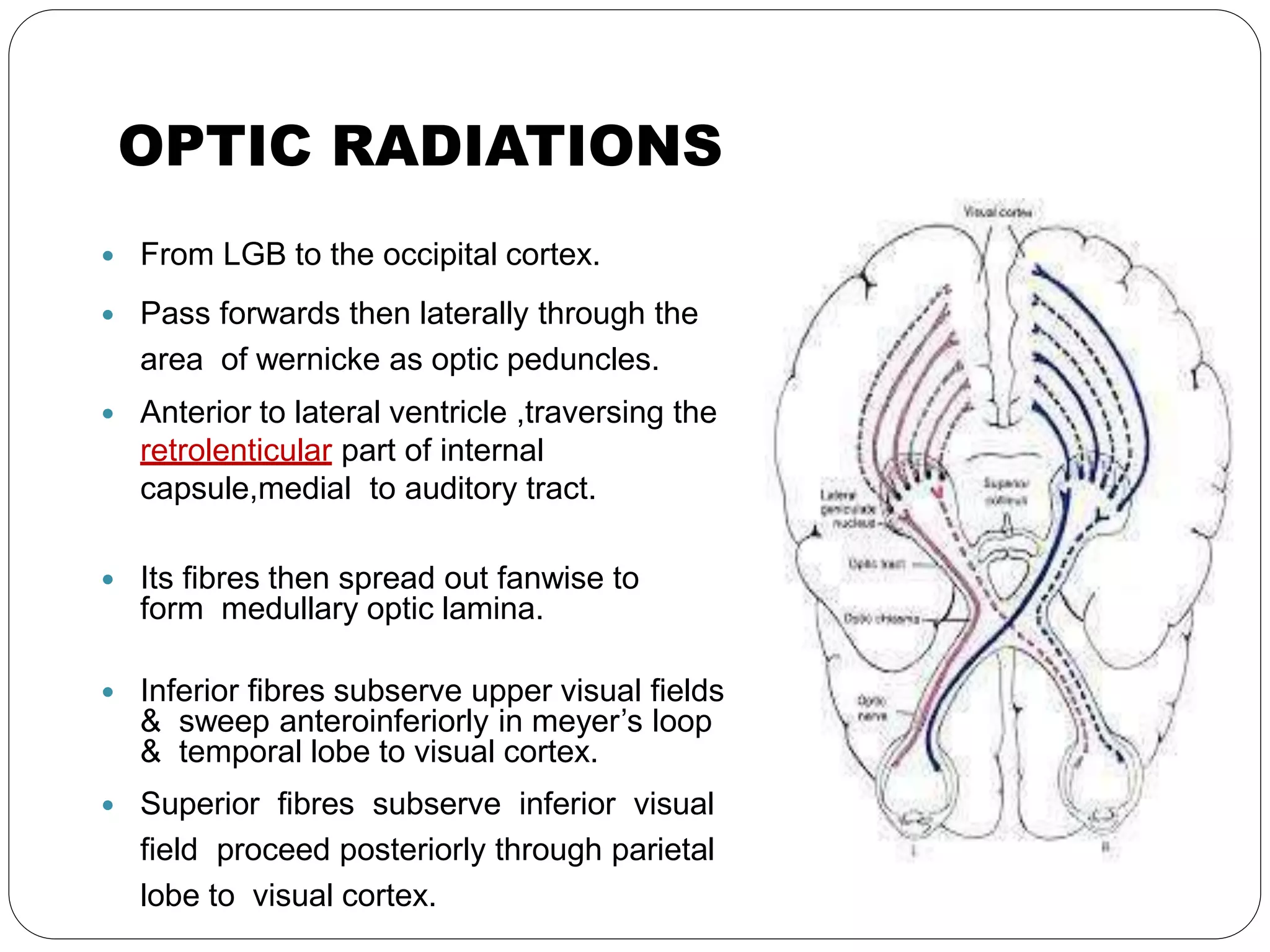 anatomy of visual pathway | PPTX