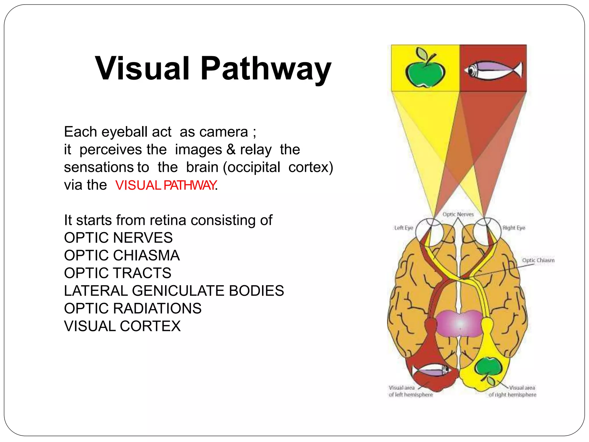 anatomy of visual pathway | PPTX