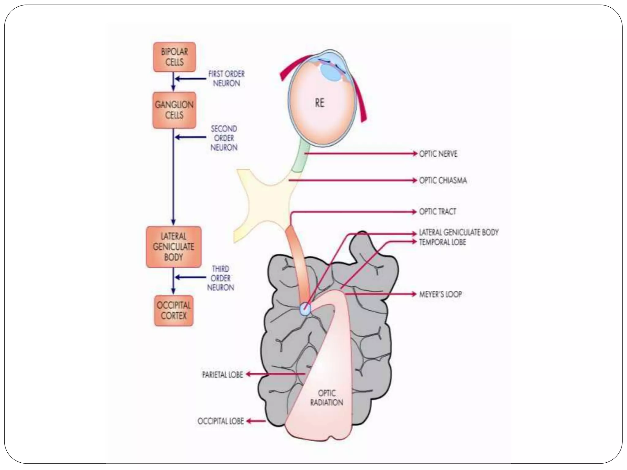 anatomy of visual pathway | PPTX