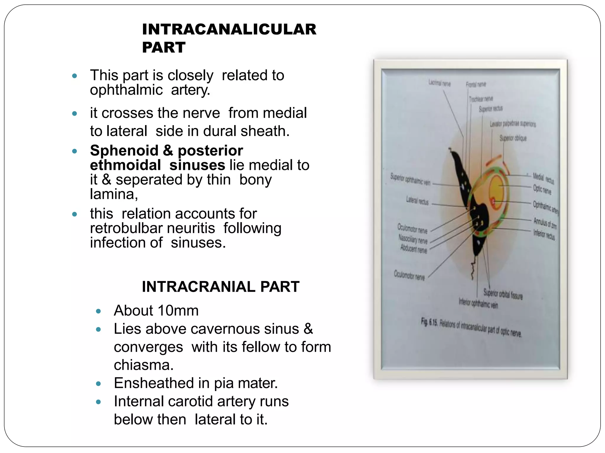 anatomy of visual pathway | PPTX