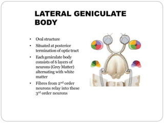 anatomy of visual pathway | PPTX