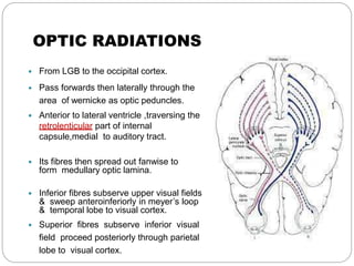 anatomy of visual pathway | PPTX