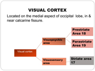 anatomy of visual pathway | PPTX