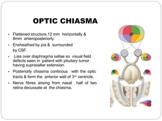 anatomy of visual pathway | PPTX