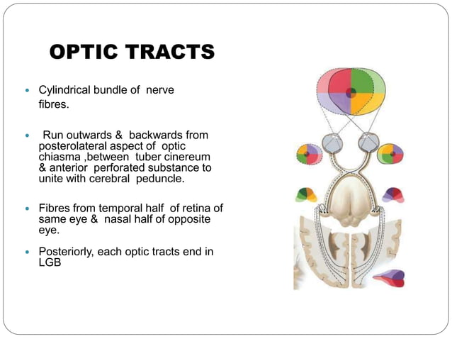 anatomy of visual pathway | PPTX