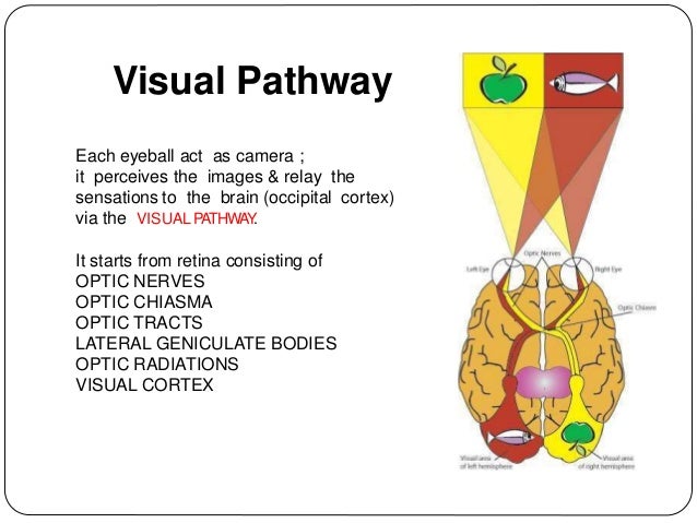 anatomy of visual pathway